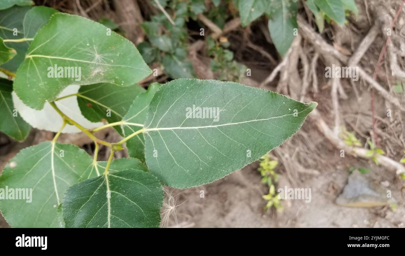 black cottonwood (Populus trichocarpa Stock Photo - Alamy