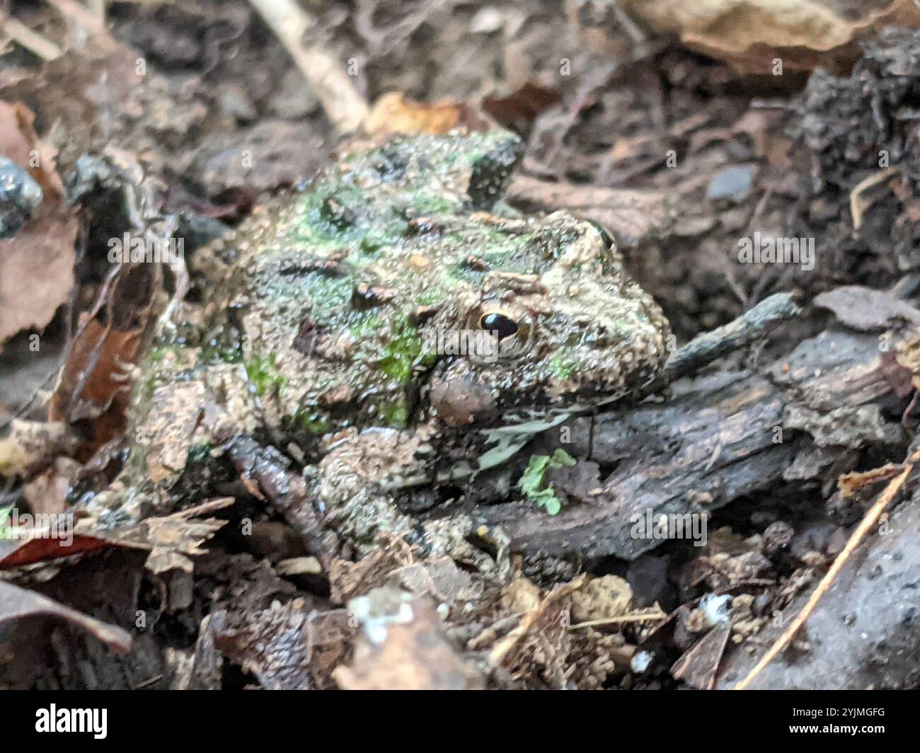 Northern Cricket Frog (Acris crepitans Stock Photo - Alamy