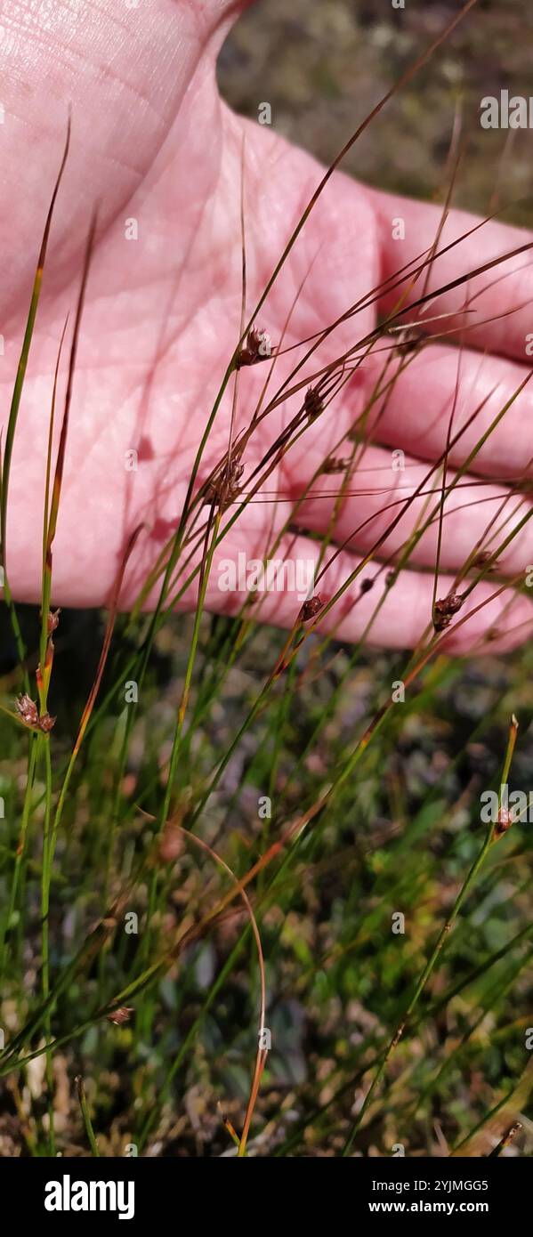 highland rush (Oreojuncus trifidus Stock Photo - Alamy