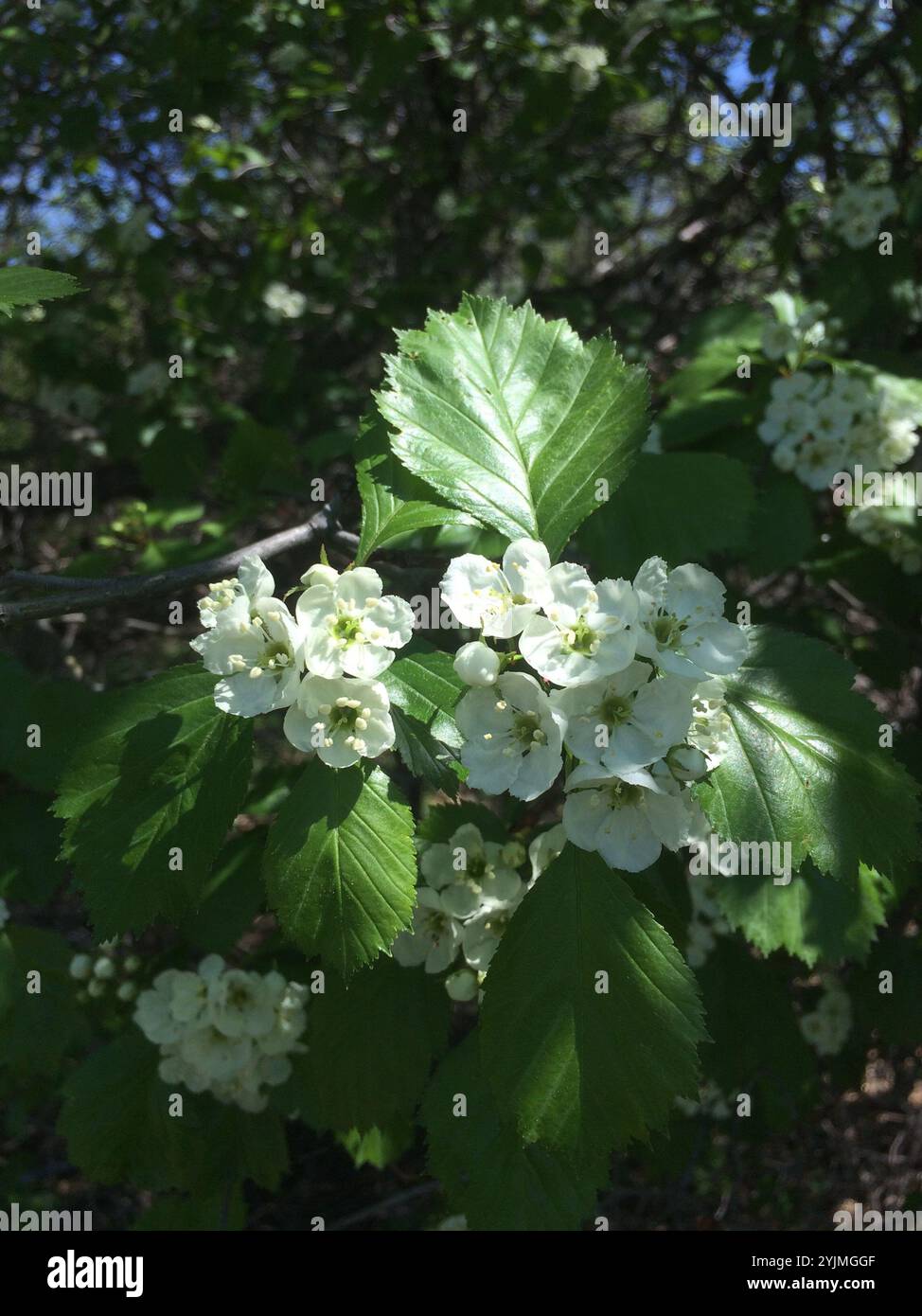 Glabrous-fruit Fireberry Hawthorn (Crataegus chrysocarpa phoeniceoides ...