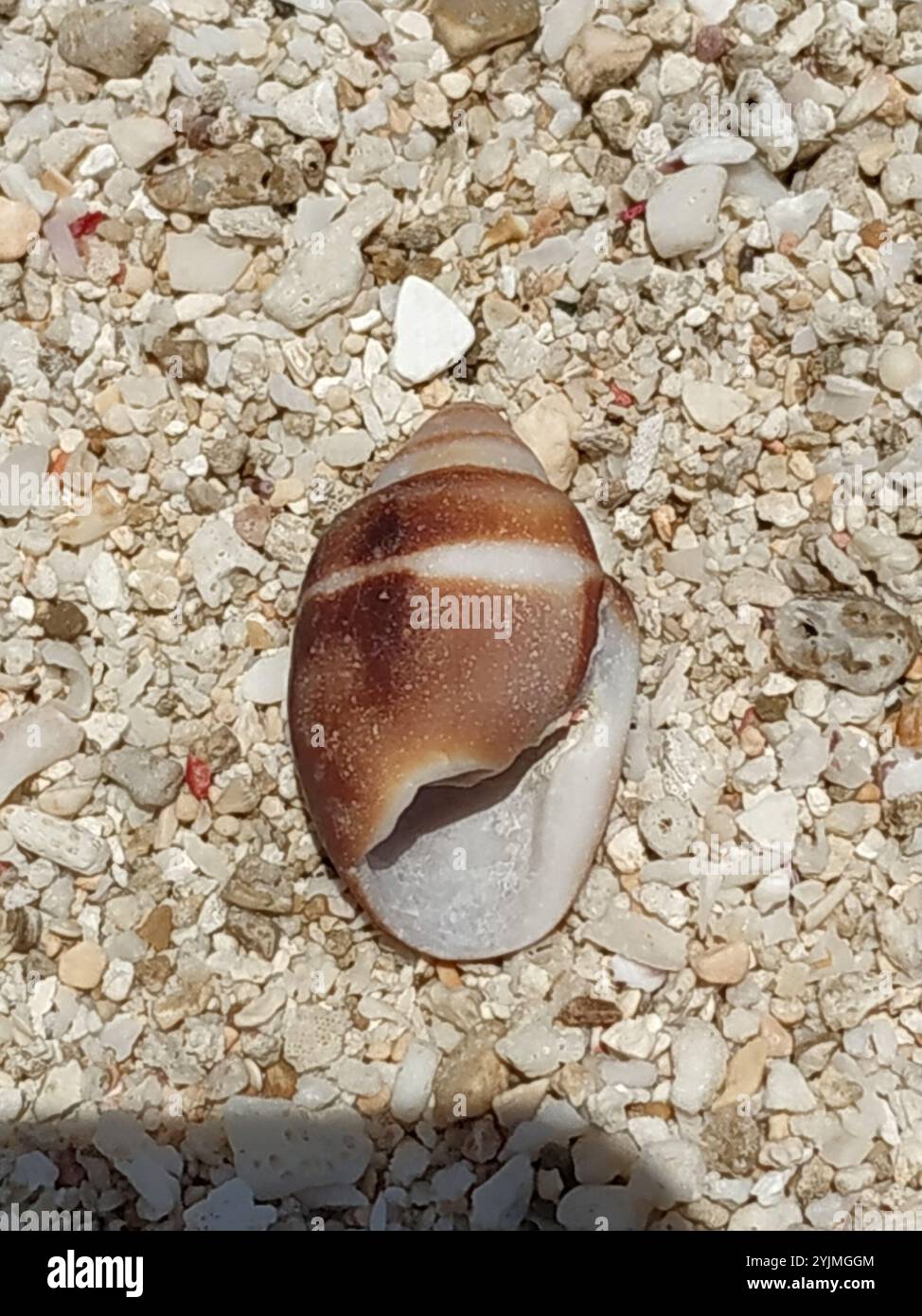 Mitre Snails (Mitridae Stock Photo - Alamy