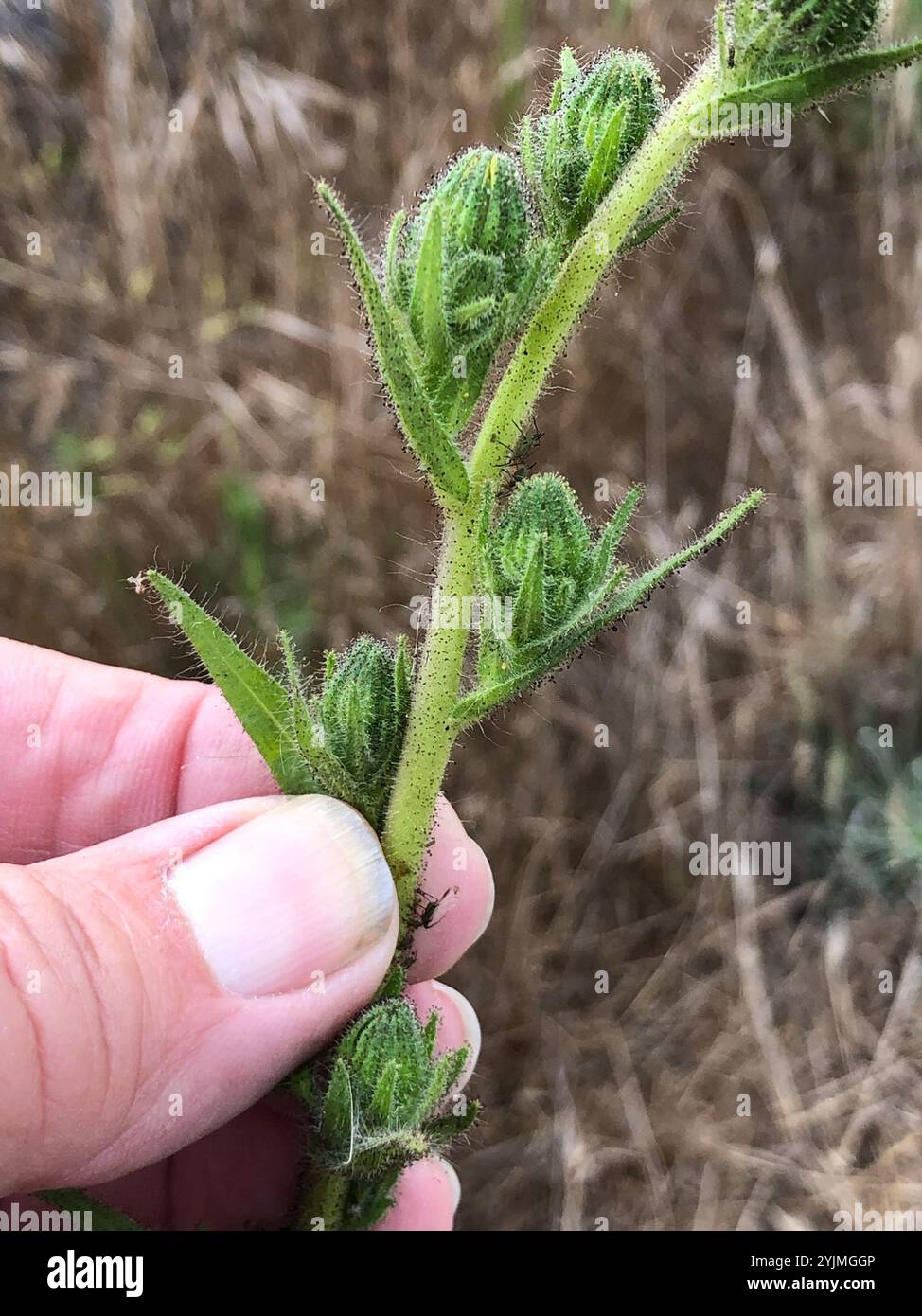 Madia sativa hi-res stock photography and images - Alamy