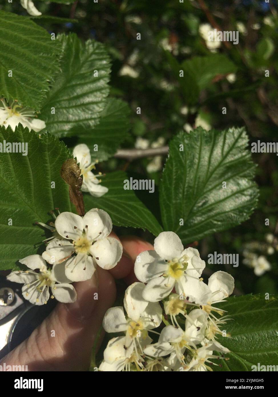 Large-thorn hawthorn (Crataegus macracantha Stock Photo - Alamy