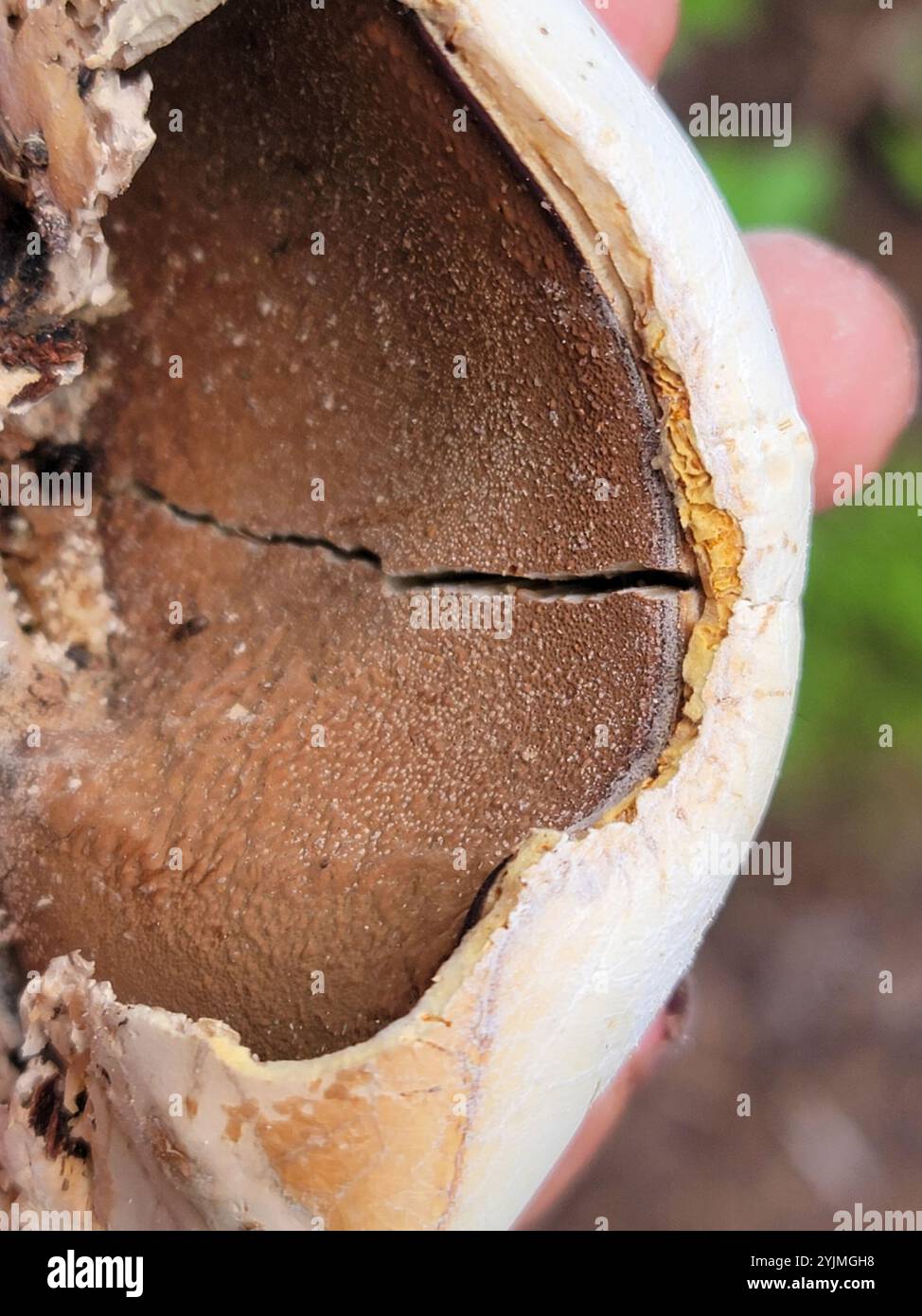 Cryptoporus hi-res stock photography and images - Alamy