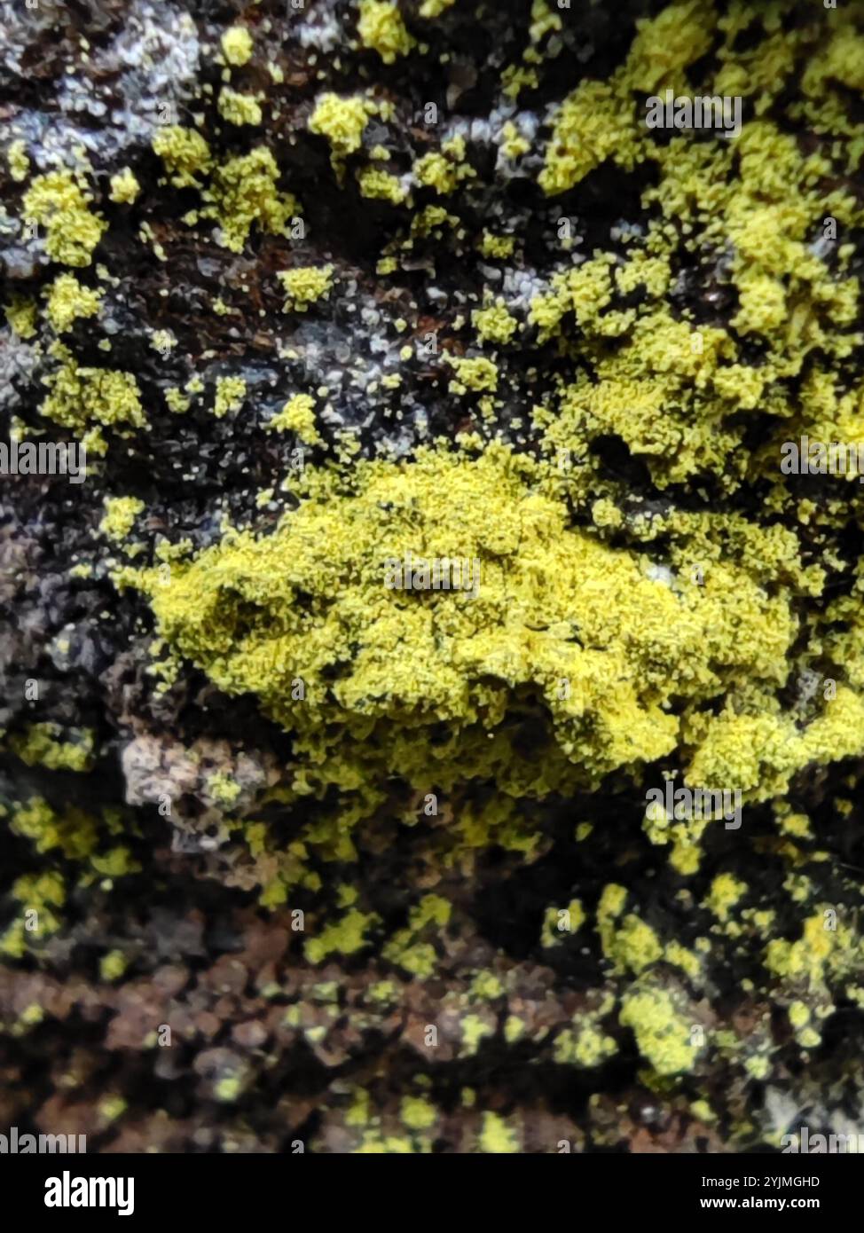 common lichens (Lecanoromycetes Stock Photo - Alamy
