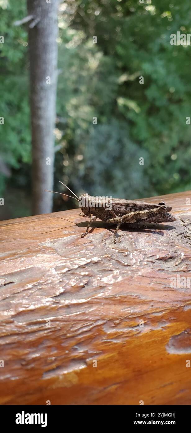 Pine tree Spur-throat Grasshopper (Melanoplus punctulatus Stock Photo ...