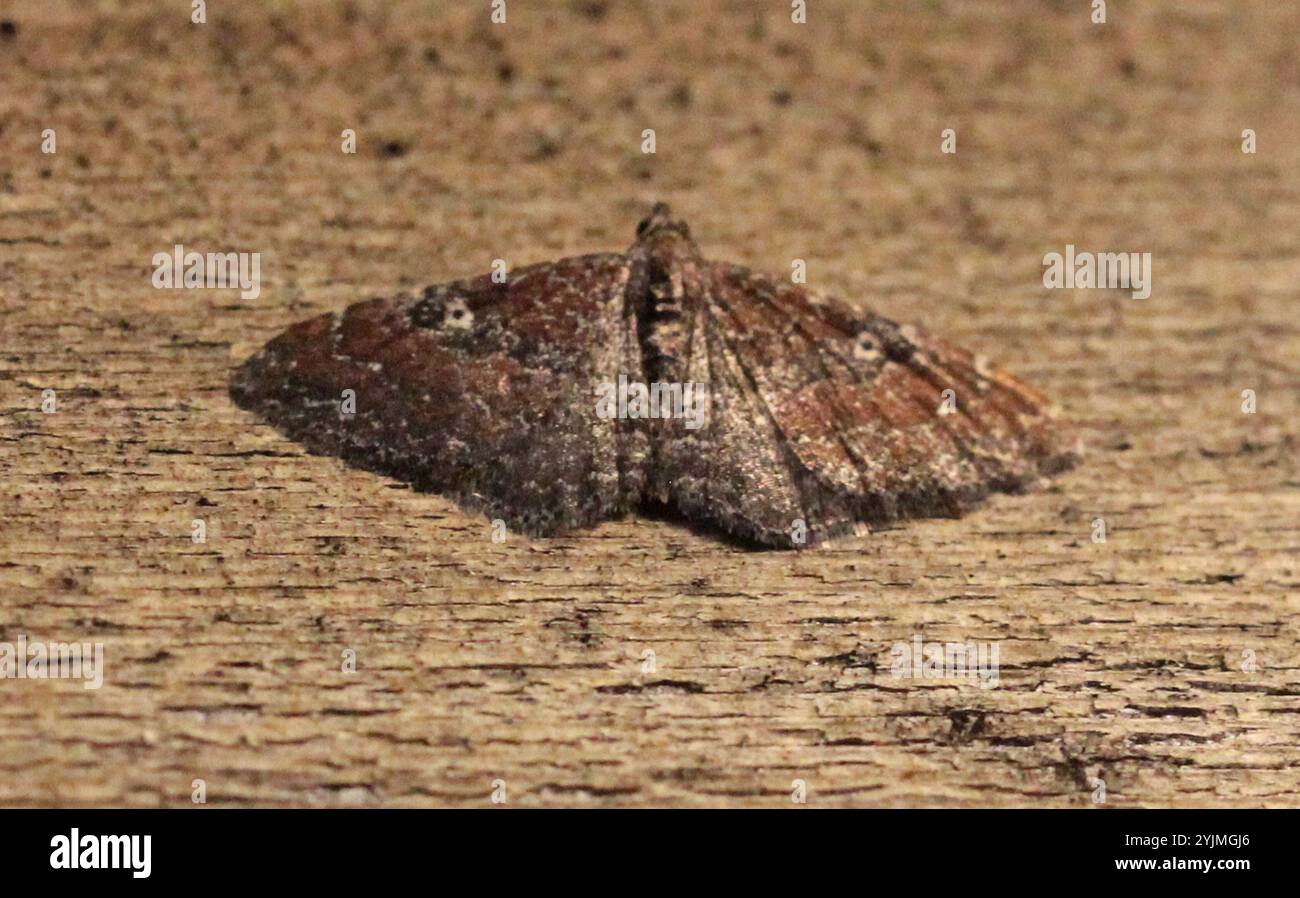 Gem Moth (Orthonama obstipata Stock Photo - Alamy