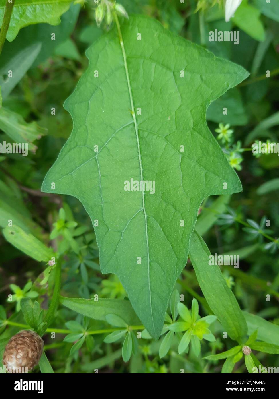 Carolina horsenettle (Solanum carolinense Stock Photo - Alamy