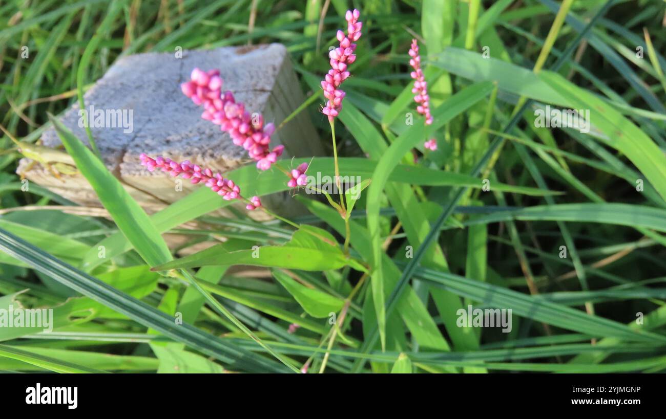 low smartweed (Persicaria longiseta Stock Photo - Alamy