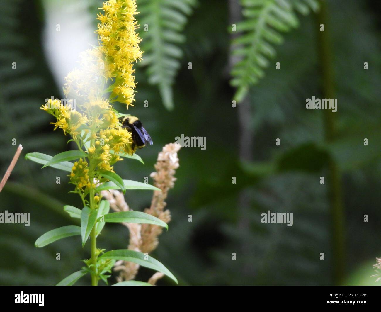Yellow-faced Bumble Bee (Bombus vosnesenskii Stock Photo - Alamy
