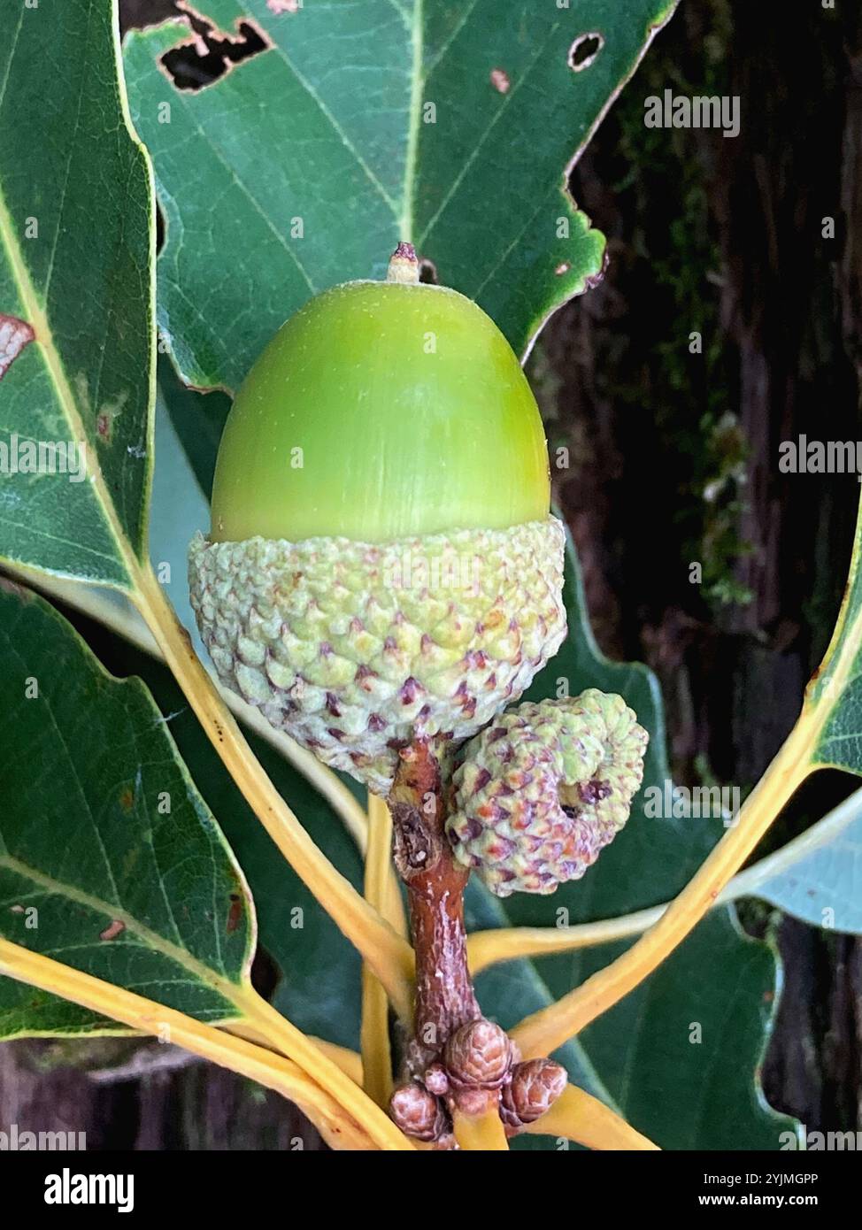 chestnut oak (Quercus montana Stock Photo - Alamy