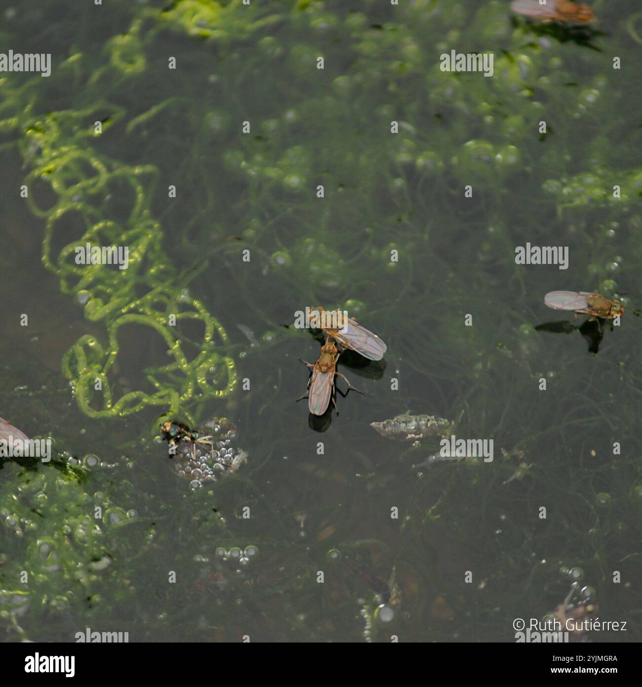 Shore Flies (Ephydridae Stock Photo - Alamy
