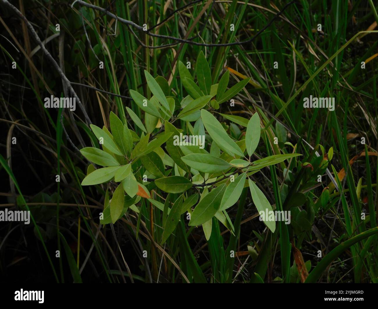 Swamp Bay (Persea palustris Stock Photo - Alamy