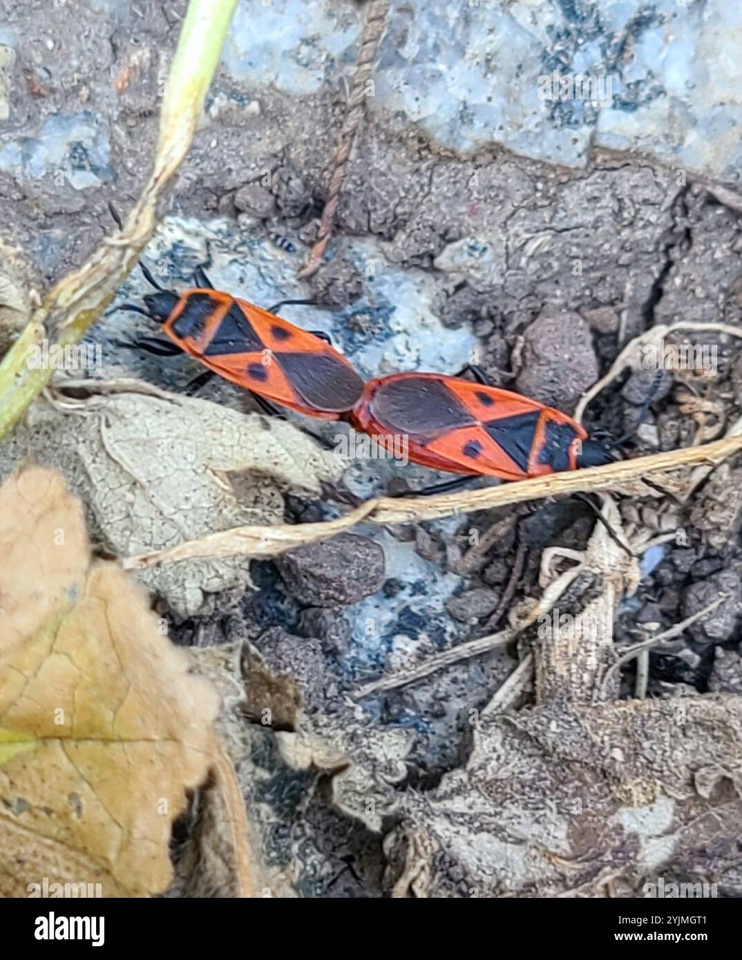 Mediterranean red bug (Scantius aegyptius Stock Photo - Alamy