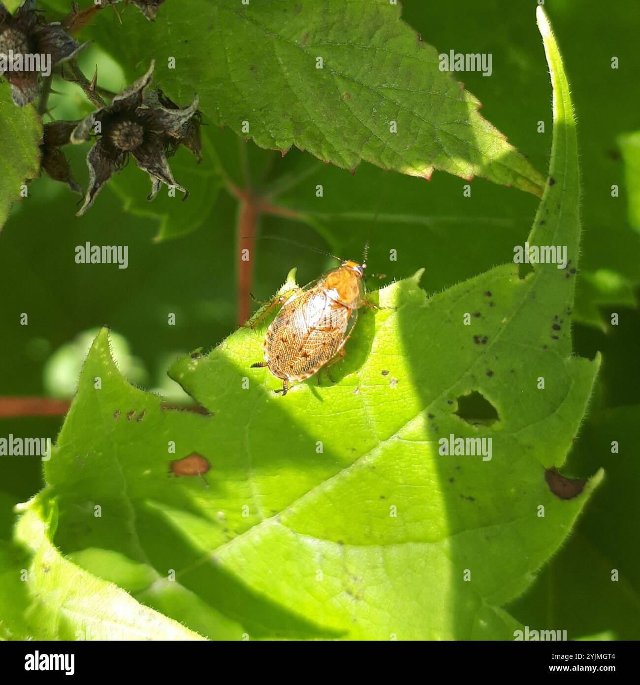 Ectobius lapponicus dusky cockroach hi-res stock photography and images ...