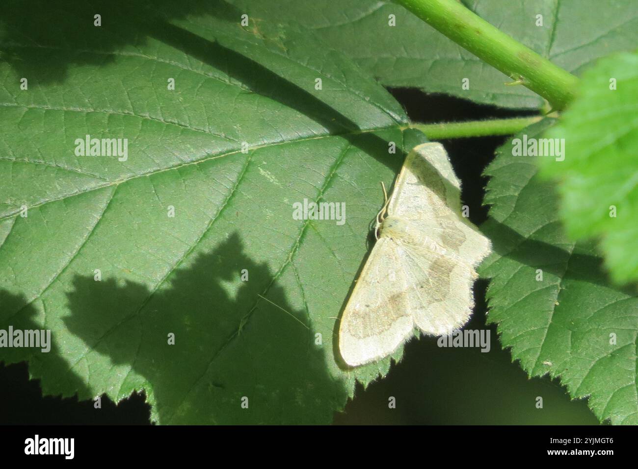 Riband Wave (Idaea aversata Stock Photo - Alamy