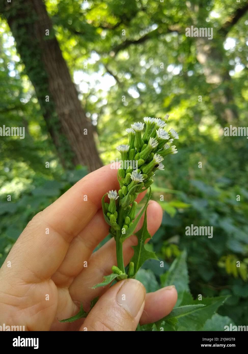 tall blue lettuce (Lactuca biennis Stock Photo - Alamy