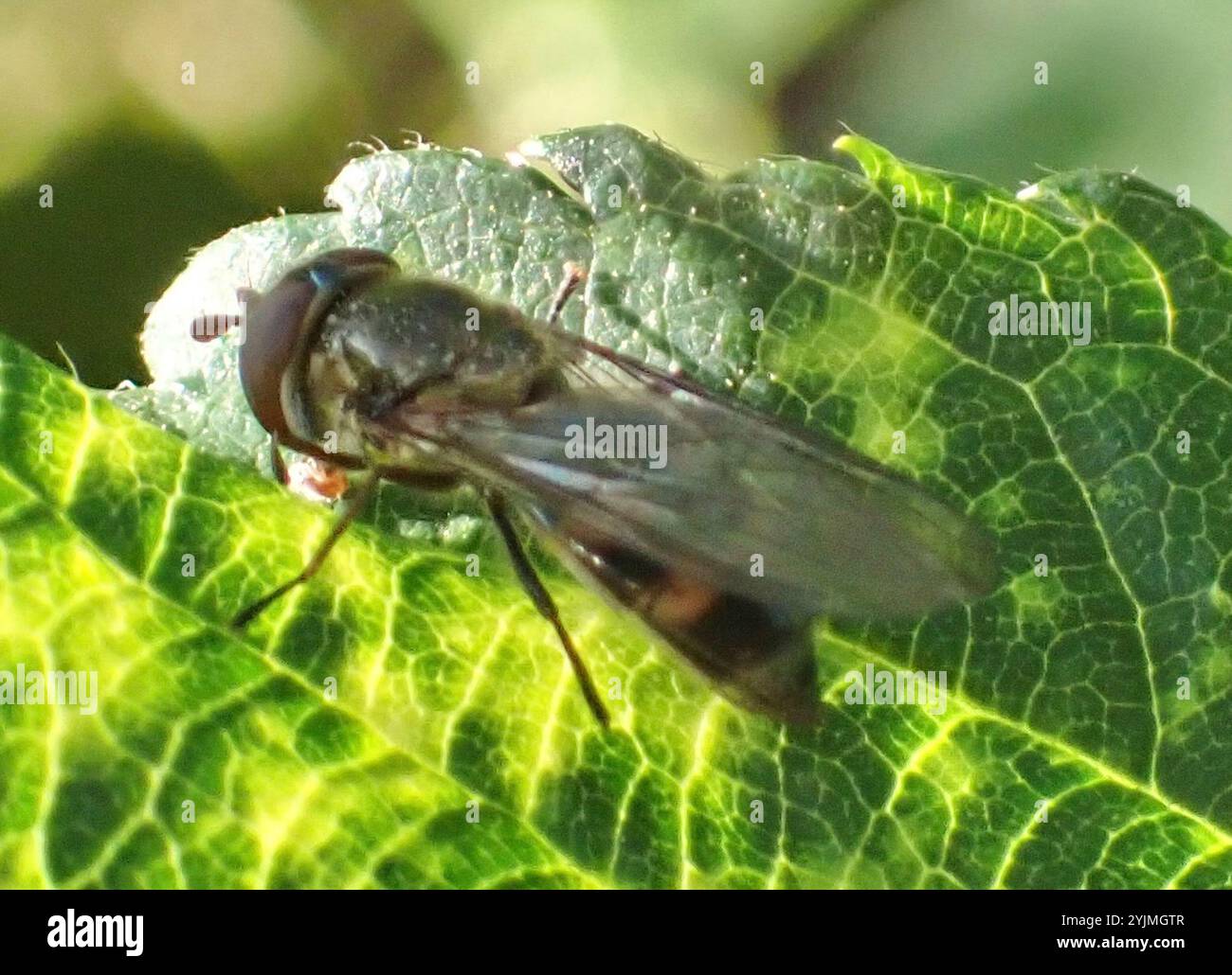 Typical Hover Flies (Syrphinae Stock Photo - Alamy