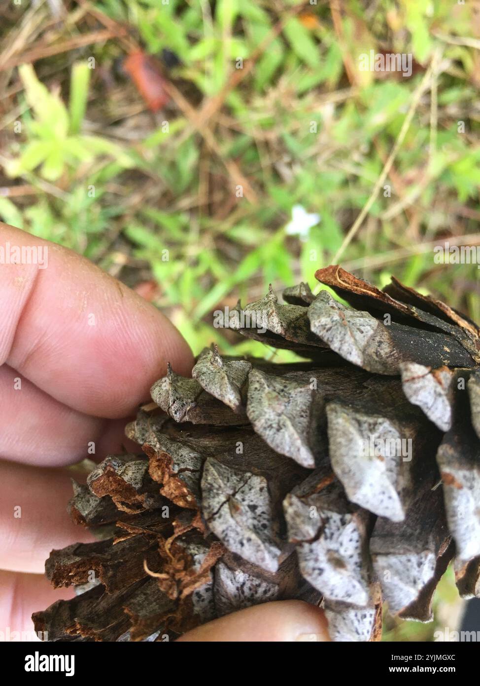 loblolly pine (Pinus taeda Stock Photo - Alamy