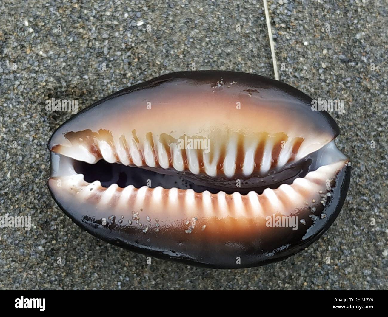 Monetaria caputserpentis hi-res stock photography and images - Alamy