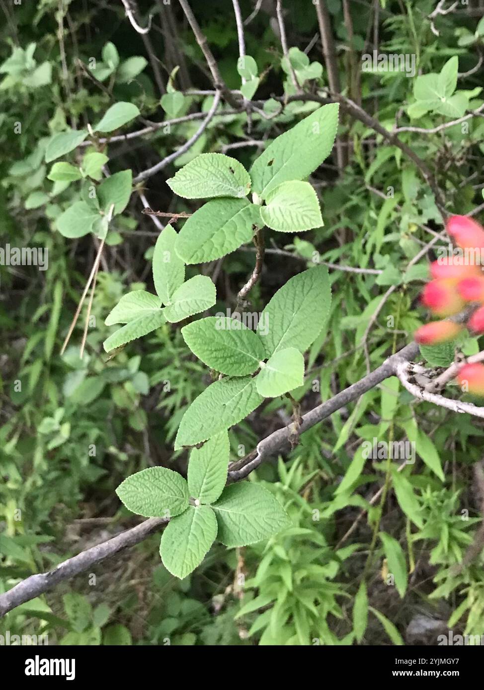 Wayfaring-tree (Viburnum lantana Stock Photo - Alamy