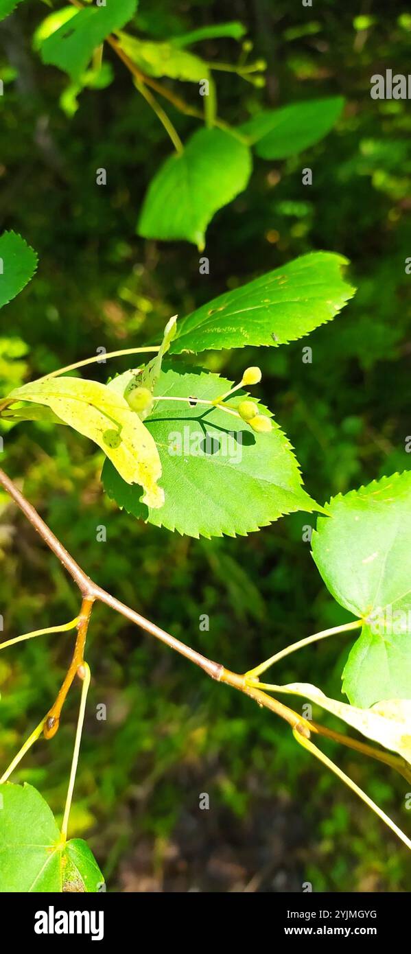 Small-leaved Lime (Tilia cordata Stock Photo - Alamy
