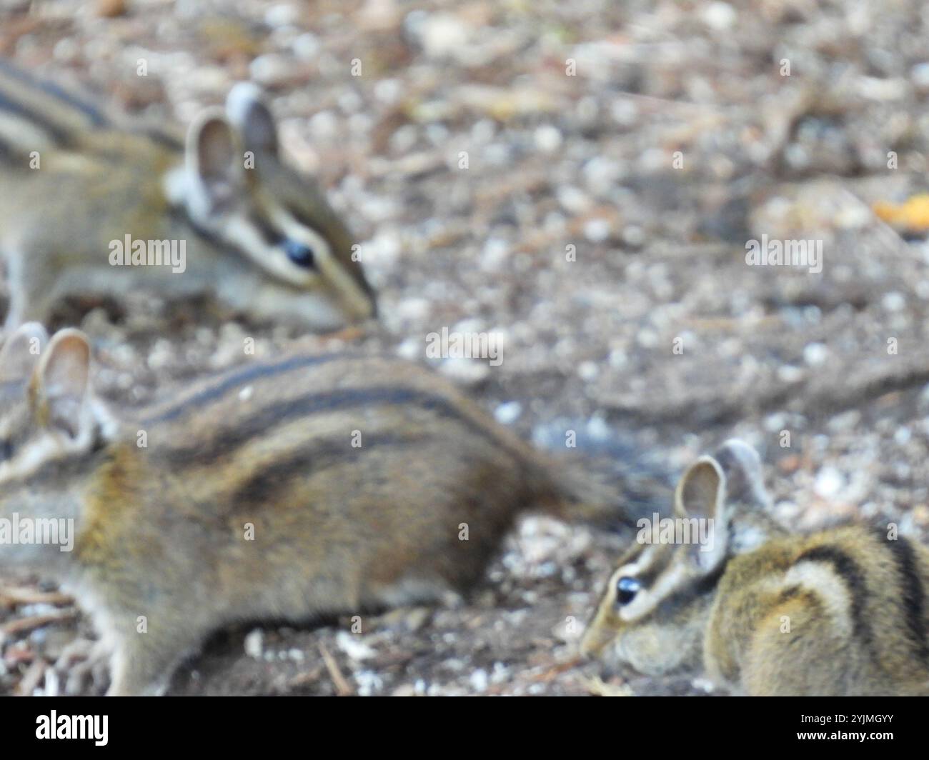 Townsend's Chipmunk (Neotamias townsendii Stock Photo - Alamy