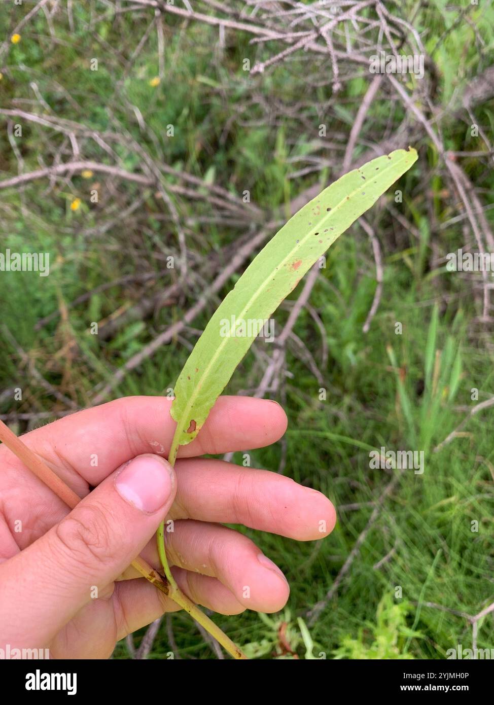 golden dock (Rumex fueginus Stock Photo - Alamy