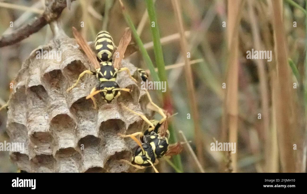 French Paper Wasp (Polistes gallicus Stock Photo - Alamy