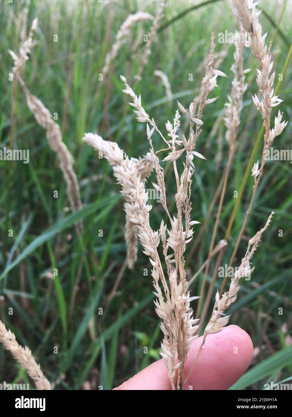 reed canary grass (Phalaris arundinacea Stock Photo - Alamy