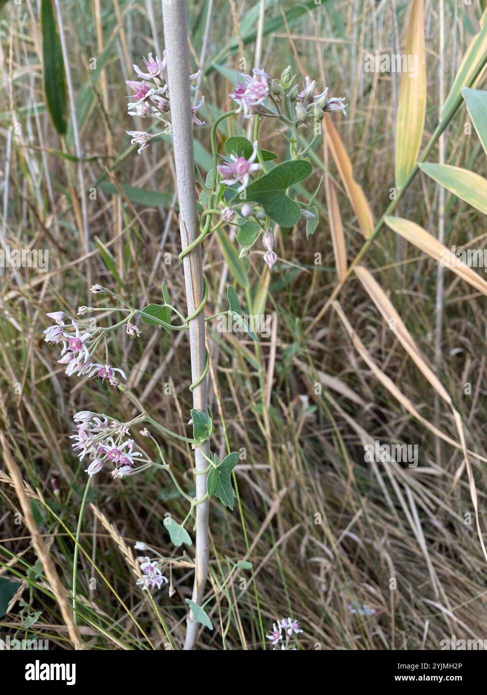 Stranglewort (Cynanchum acutum Stock Photo - Alamy