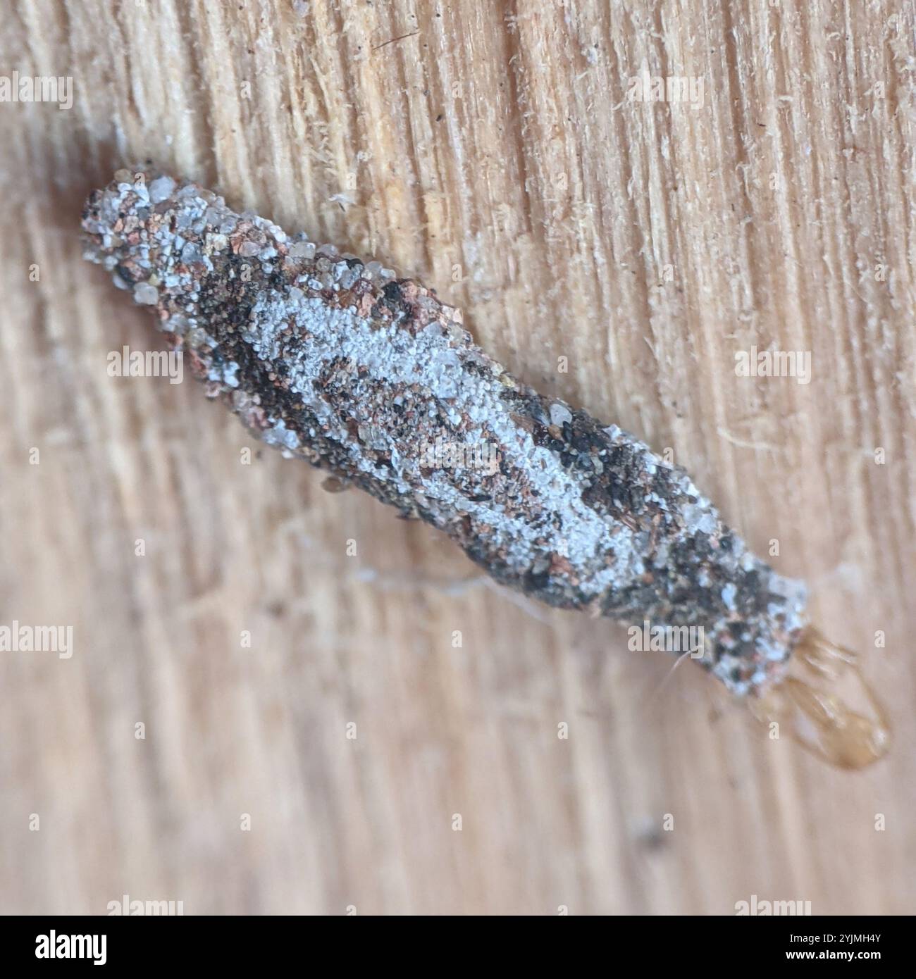 Phereoeca uterella hi-res stock photography and images - Alamy