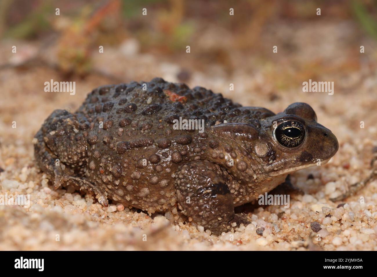 Sand Toad (Vandijkophrynus angusticeps Stock Photo - Alamy