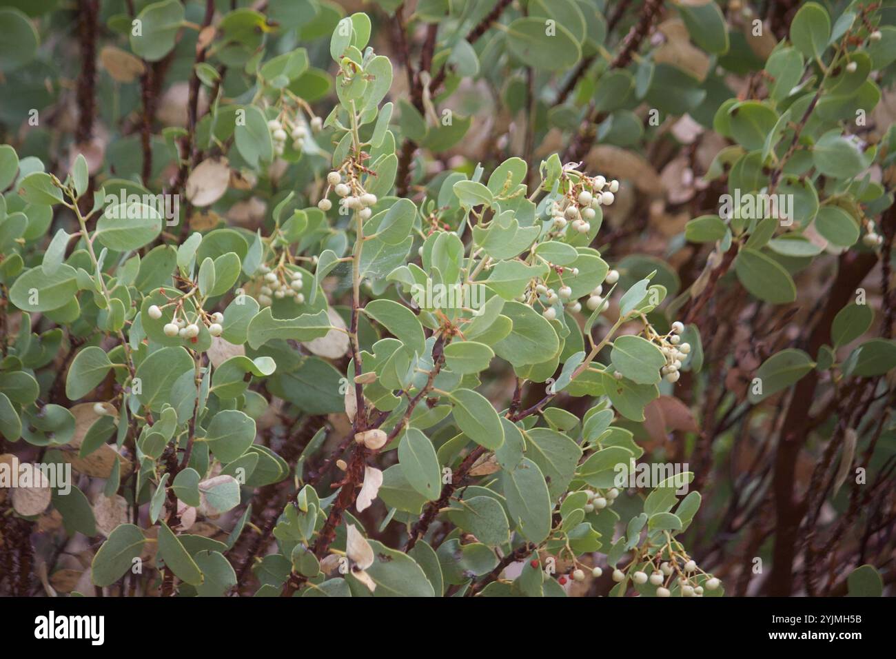 bearberries and manzanitas (Arctostaphylos Stock Photo - Alamy