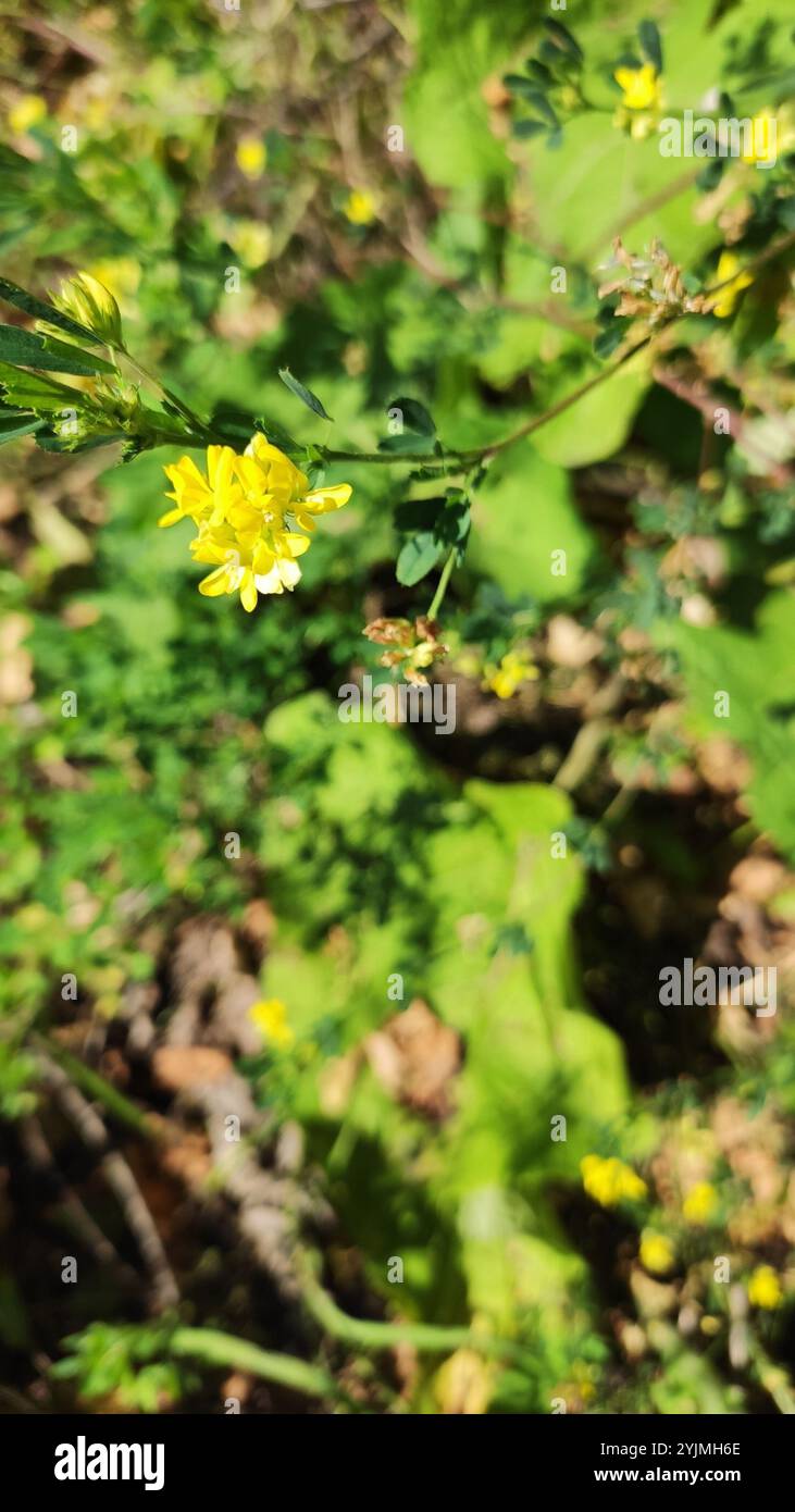 Sickle alfalfa medicago falcata hi-res stock photography and images - Alamy