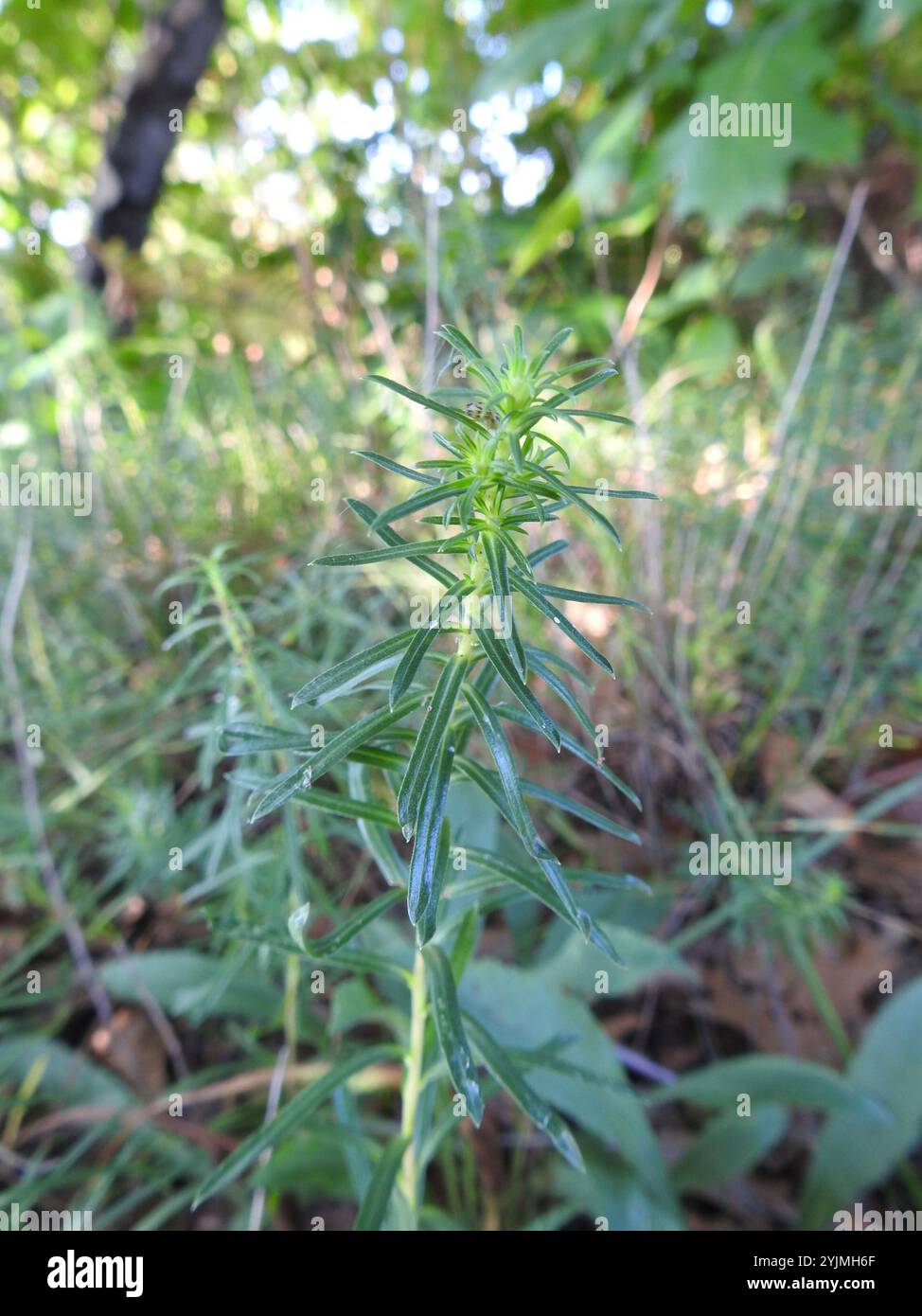 Flax-leaved Aster (Ionactis linariifolia Stock Photo - Alamy