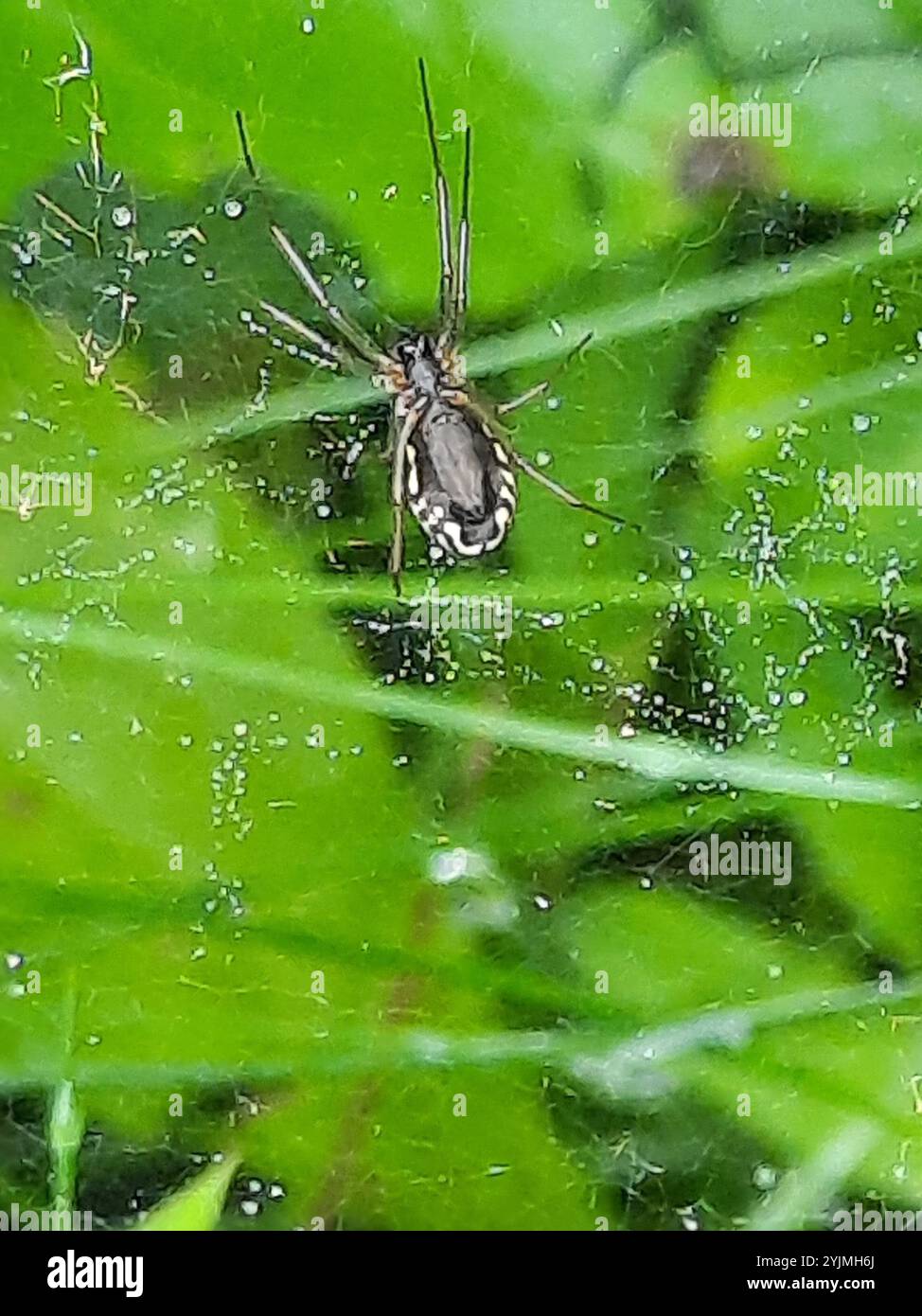 Bowl-and-doily Spider (Frontinella pyramitela Stock Photo - Alamy