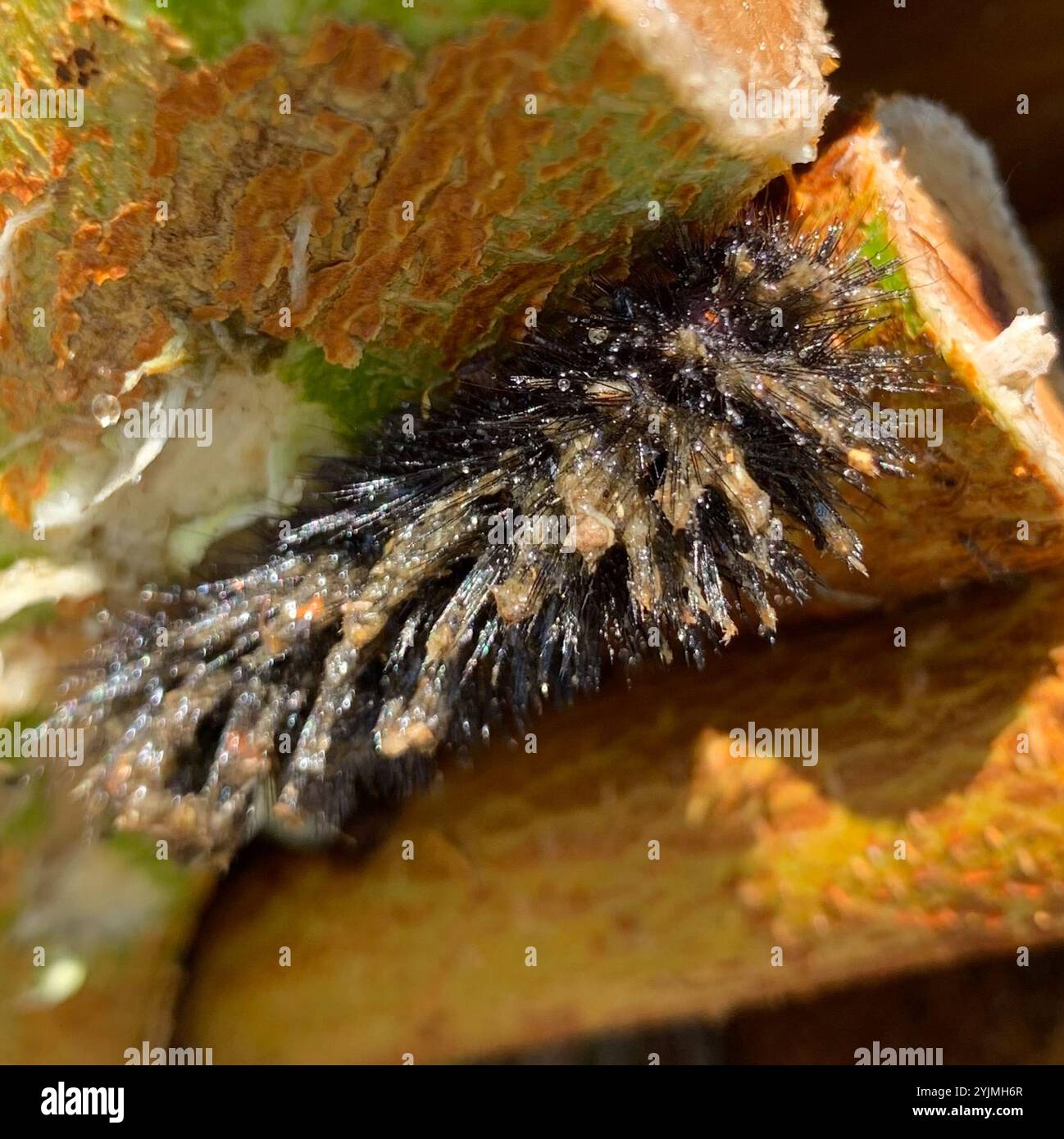 Giant Leopard Moth (Hypercompe scribonia Stock Photo - Alamy