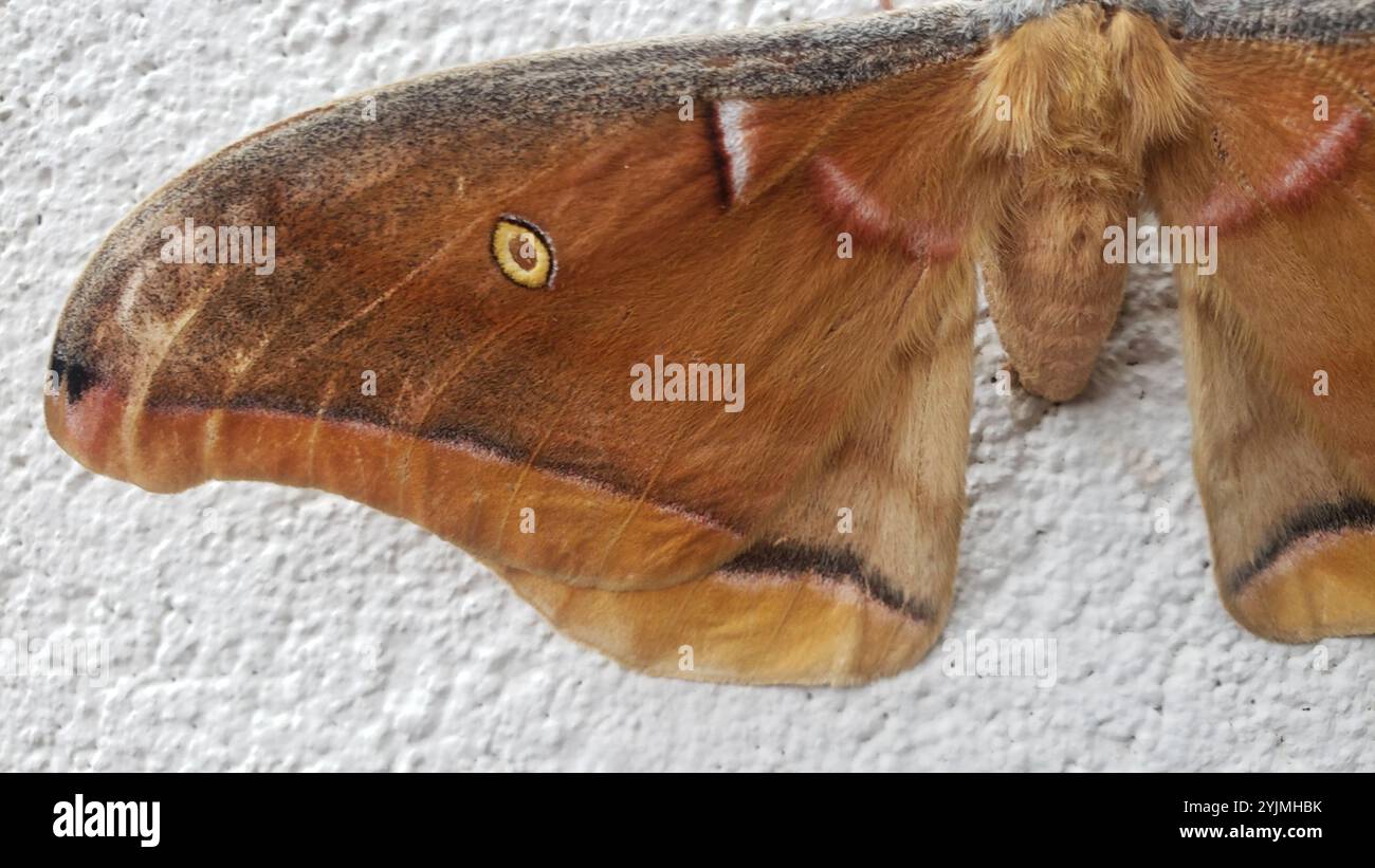 Polyphemus Moth (Antheraea polyphemus Stock Photo - Alamy