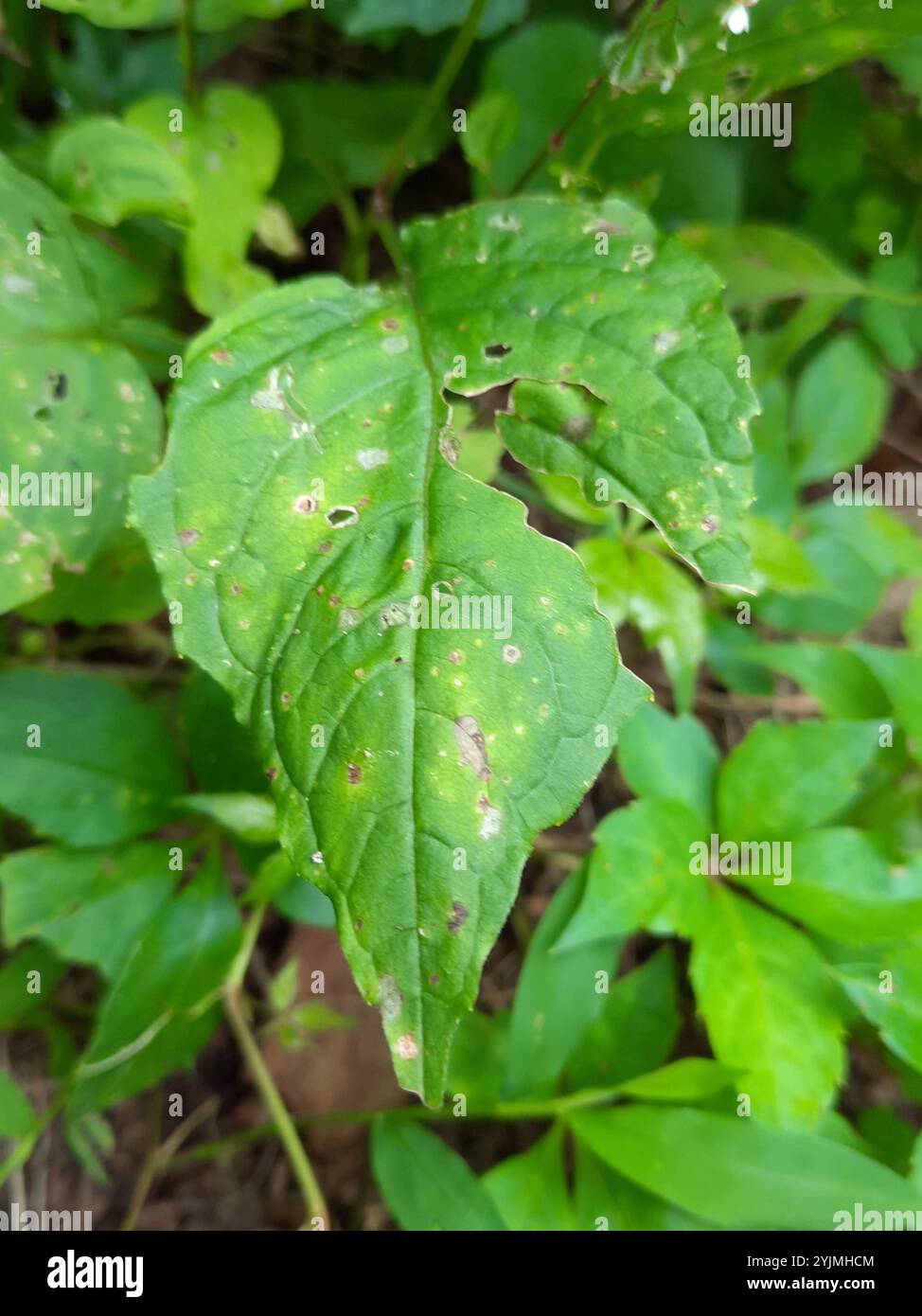 enchanter's nightshades (Circaea Stock Photo - Alamy