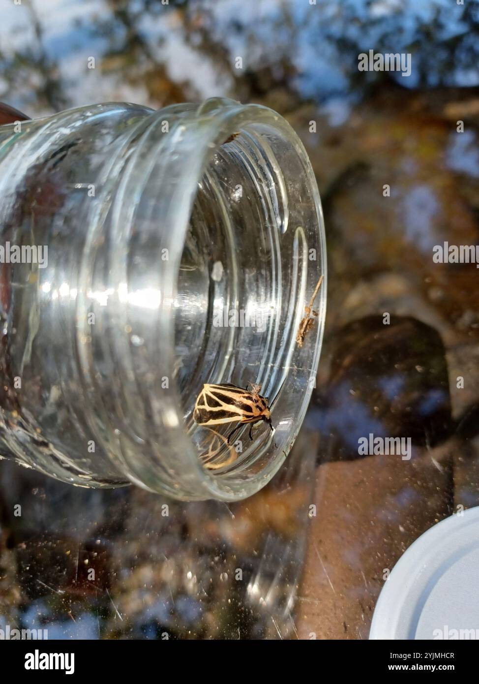 Harnessed Tiger Moth (Apantesis phalerata Stock Photo - Alamy