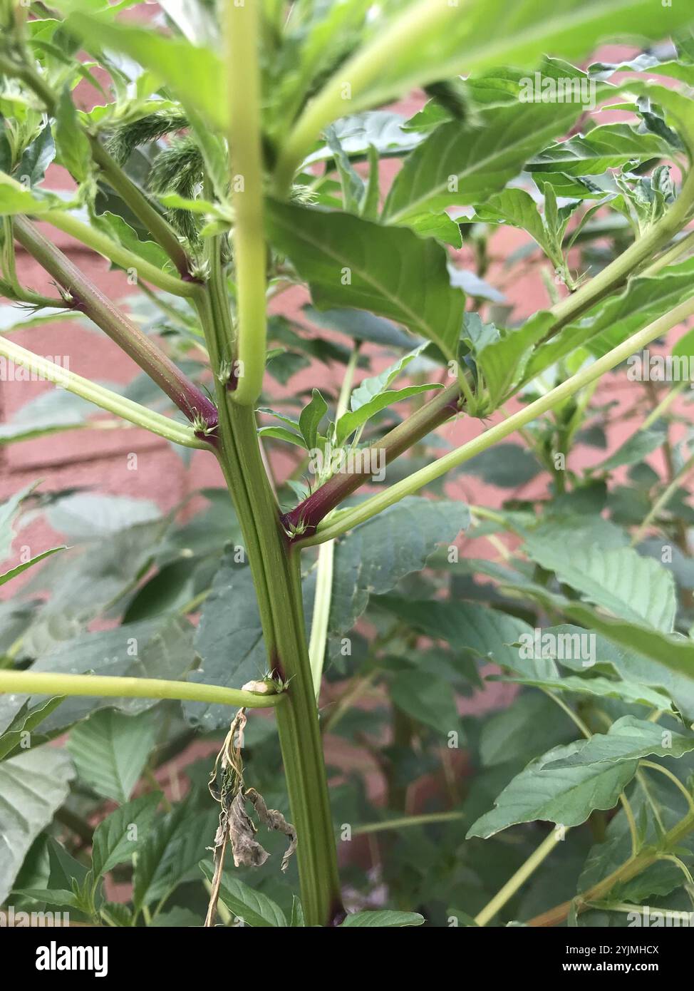 Palmer's Amaranth (Amaranthus palmeri Stock Photo - Alamy