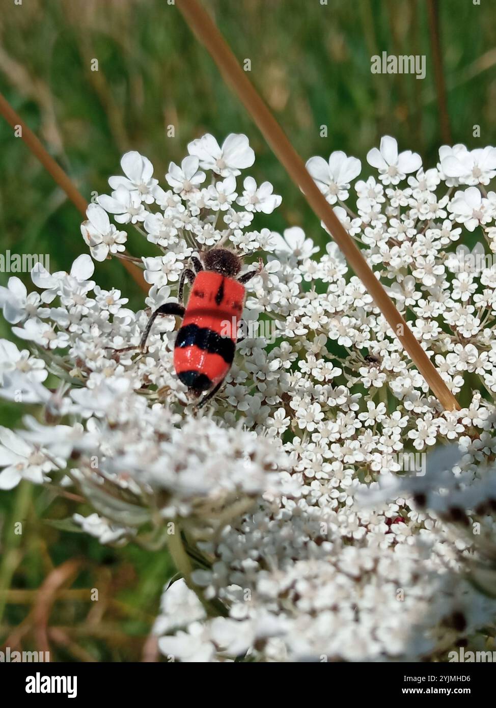 Bee-eating Beetle (Trichodes apiarius Stock Photo - Alamy