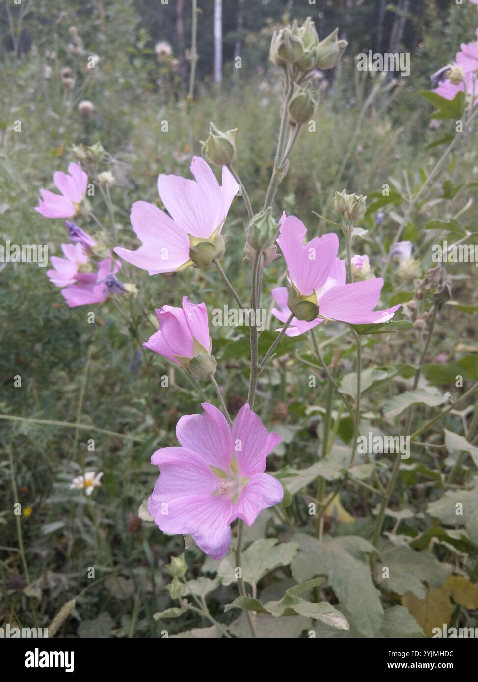 Eastern Tree-mallow (Malva thuringiaca Stock Photo - Alamy