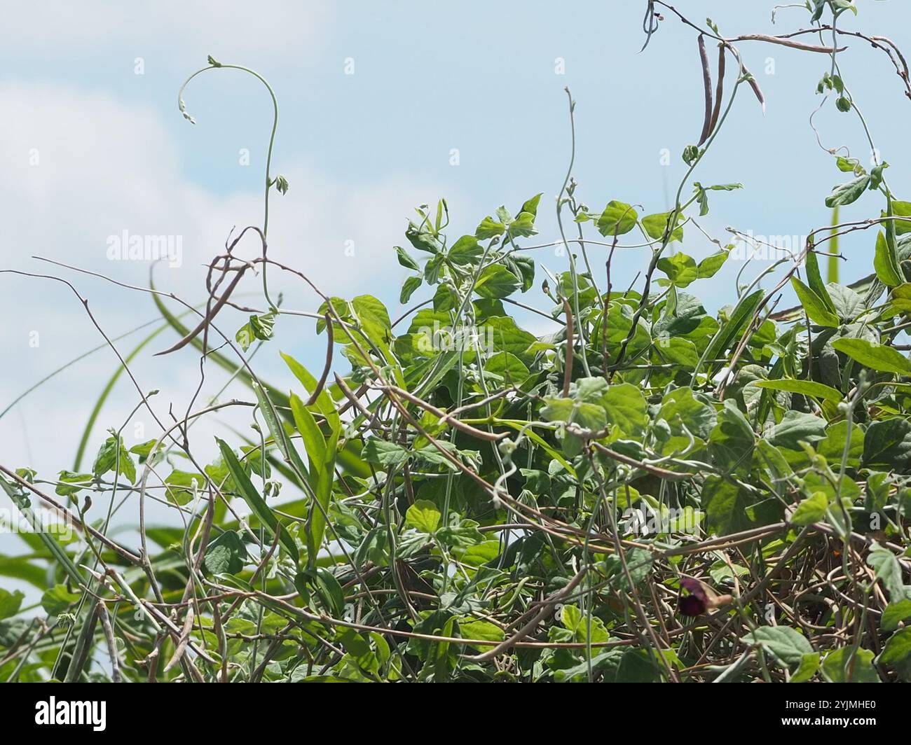 Purple Bush-Bean (Macroptilium atropurpureum Stock Photo - Alamy