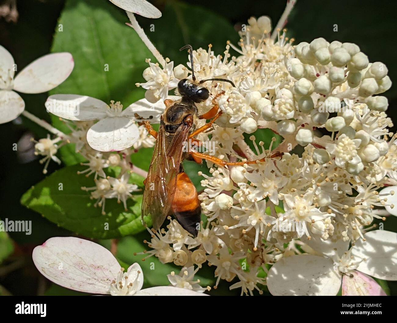 Great Golden Digger Wasp (Sphex ichneumoneus Stock Photo - Alamy