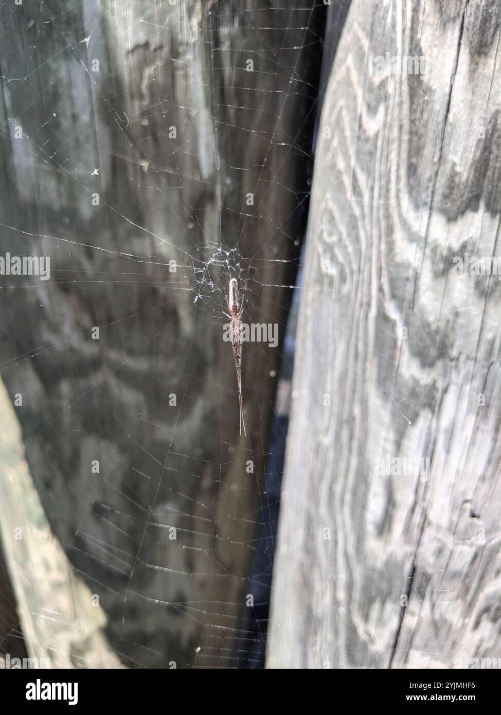 Common Stretch Spider (Tetragnatha extensa Stock Photo - Alamy