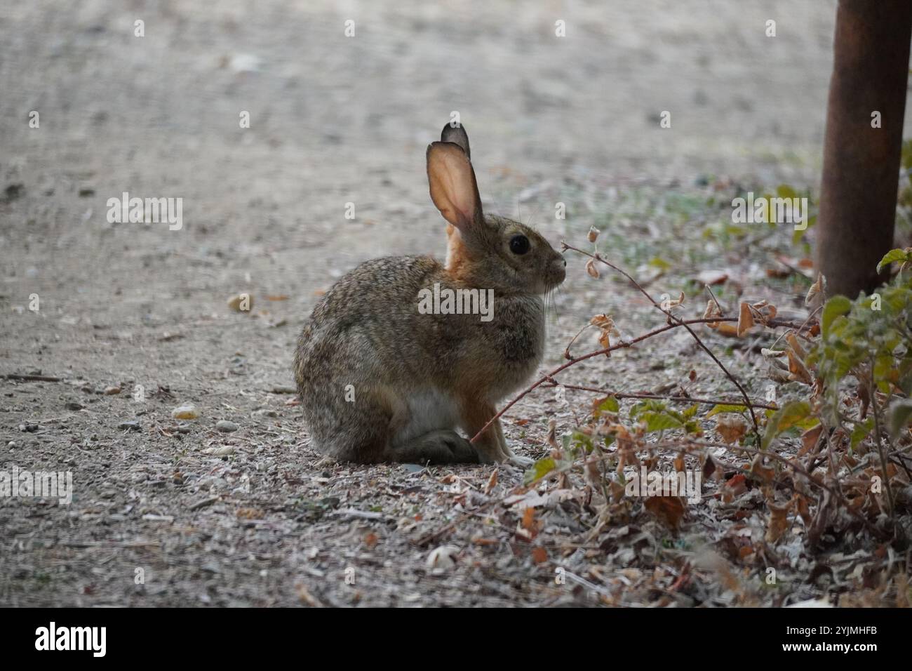 Desert Cottontail (Sylvilagus audubonii Stock Photo - Alamy