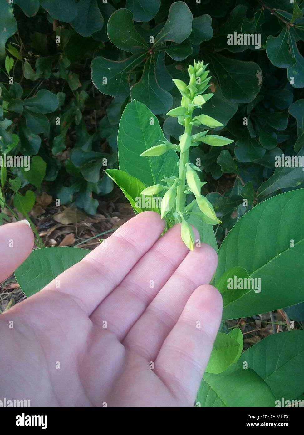 Showy Rattlebox (Crotalaria spectabilis Stock Photo - Alamy
