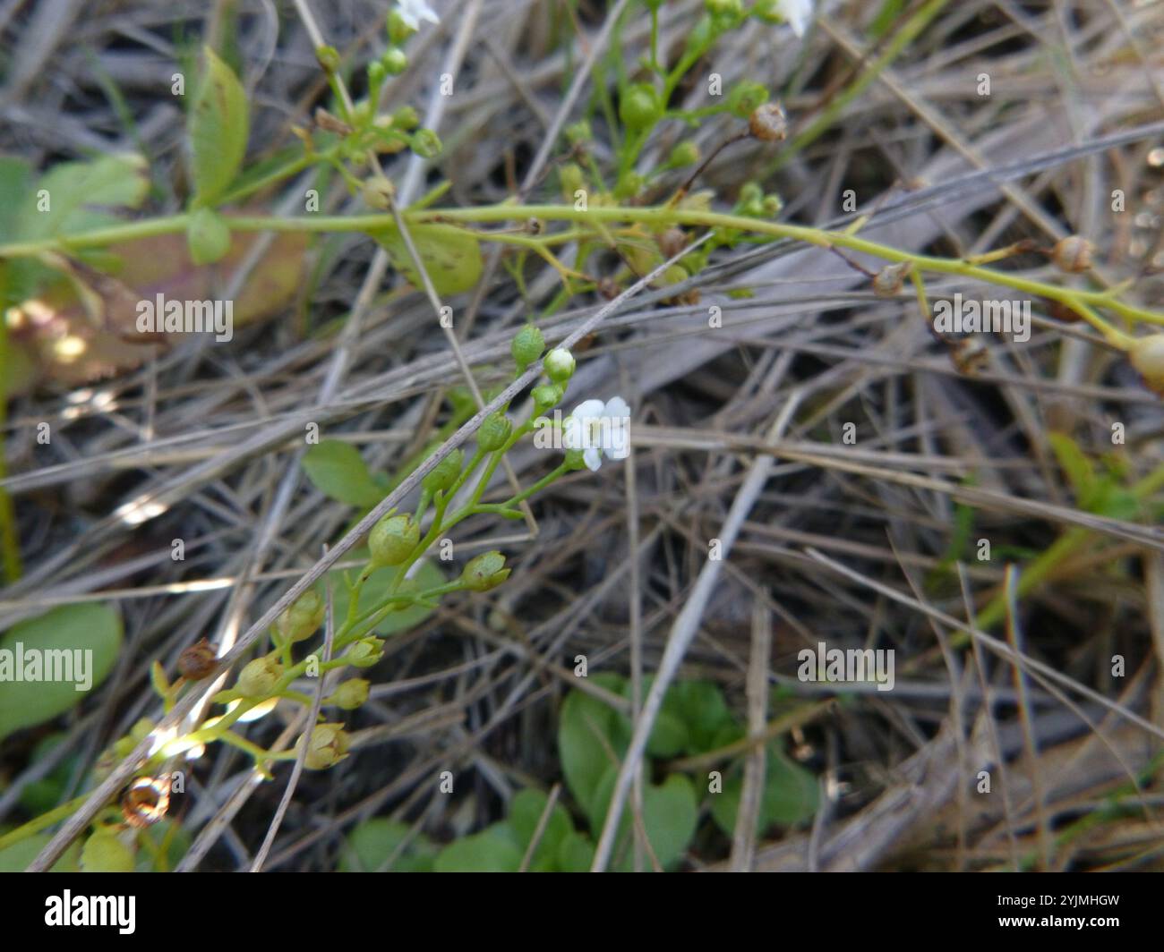 Thin Leaf Brookweed (Samolus valerandi Stock Photo - Alamy